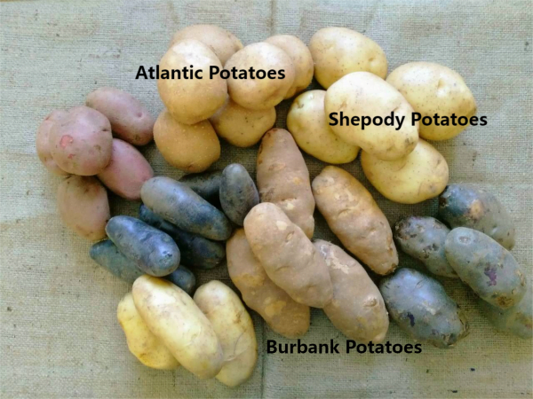 Potato Flakes | What Potato Varieties are used for the production ...