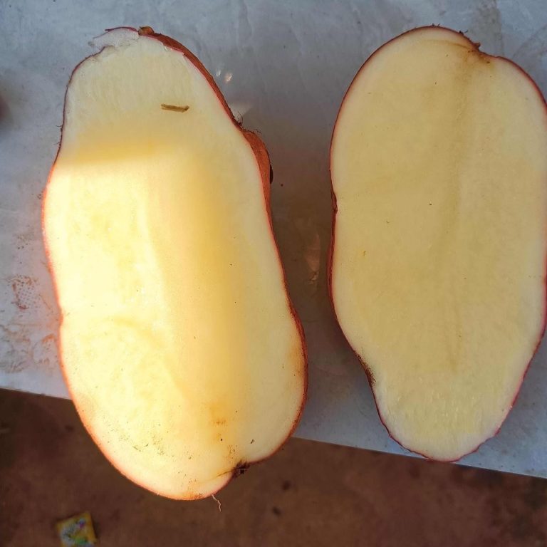 Red Seed Potatoes For Sale - China Popular Potato Seeds - XION Potato ...